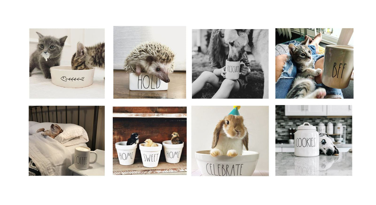 Magenta Pet Photo Contest Top 8 – MAGENTA Retail